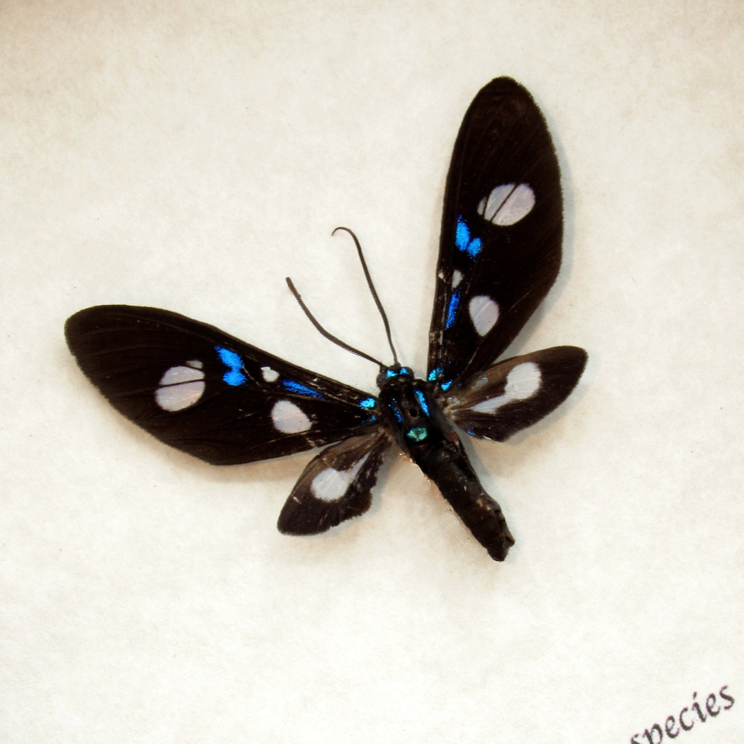 Real Tiny Arctiid Moth Framed Taxidermy Aclytia Species - Etsy