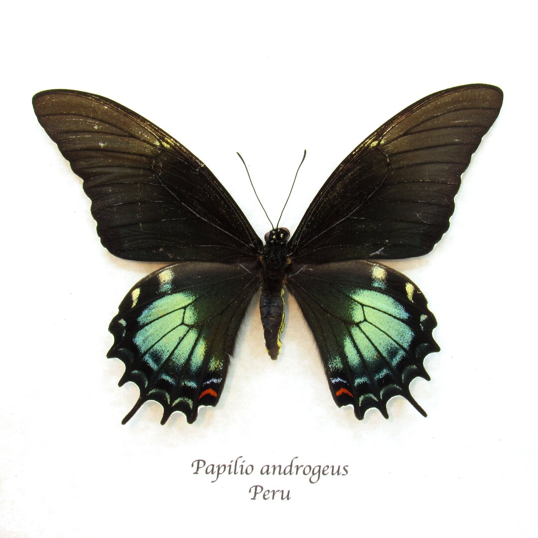 Rare Queen Swallowtail Butterfly Framed Taxidermy Papilio Androgeus ...