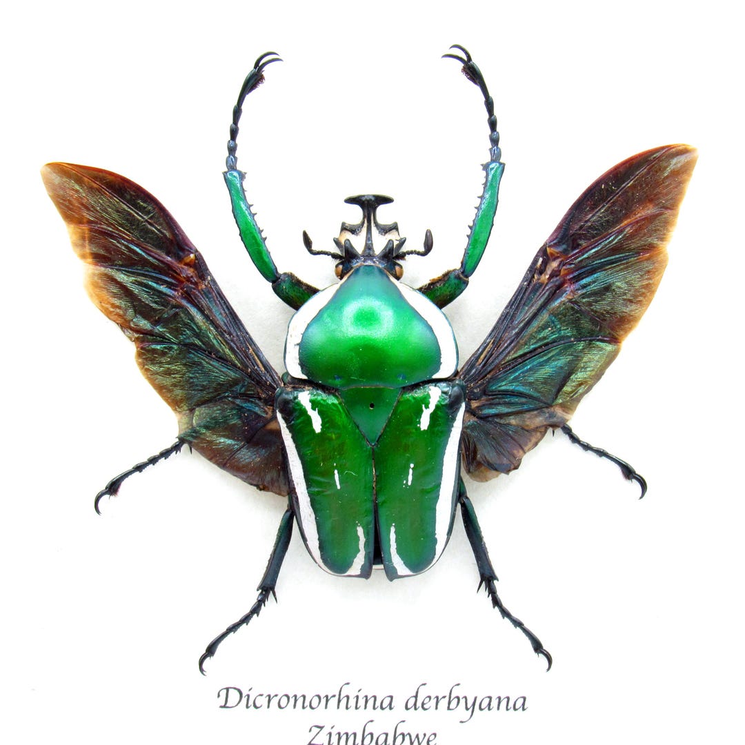 Green Metallic Scarab Beetle Framed Taxidermy - Dicronorhina Derbyana ...