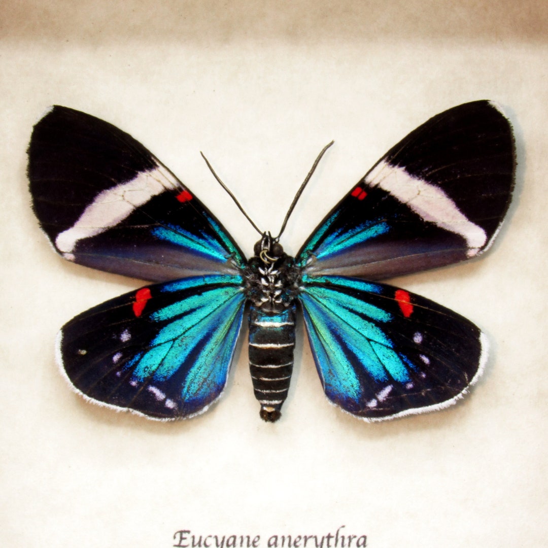 Real Metallic Blue Framed Moth Taxidermy Eucyane Anerythra - Etsy