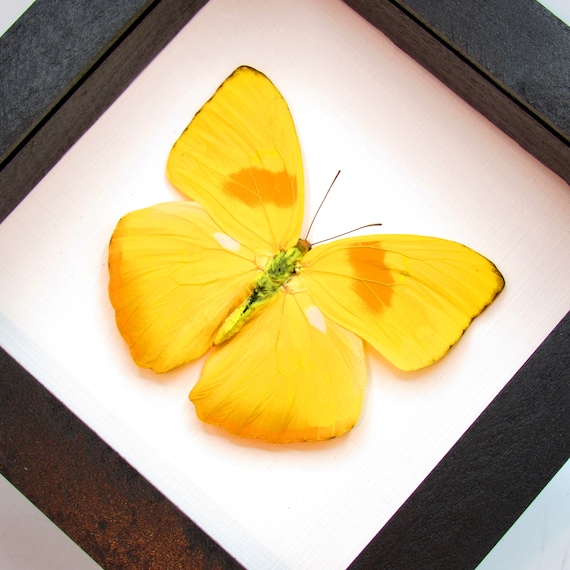 Real Yellow Butterfly