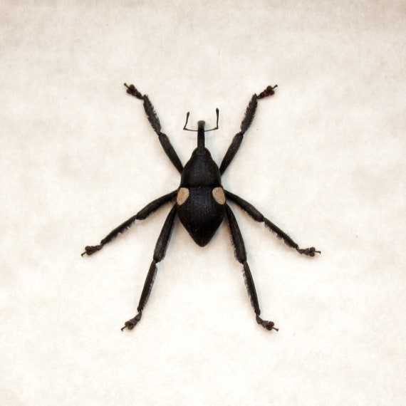 Taxidermy & Curiosities Home Décor Arachnobas papuana Rare black Weevil ...