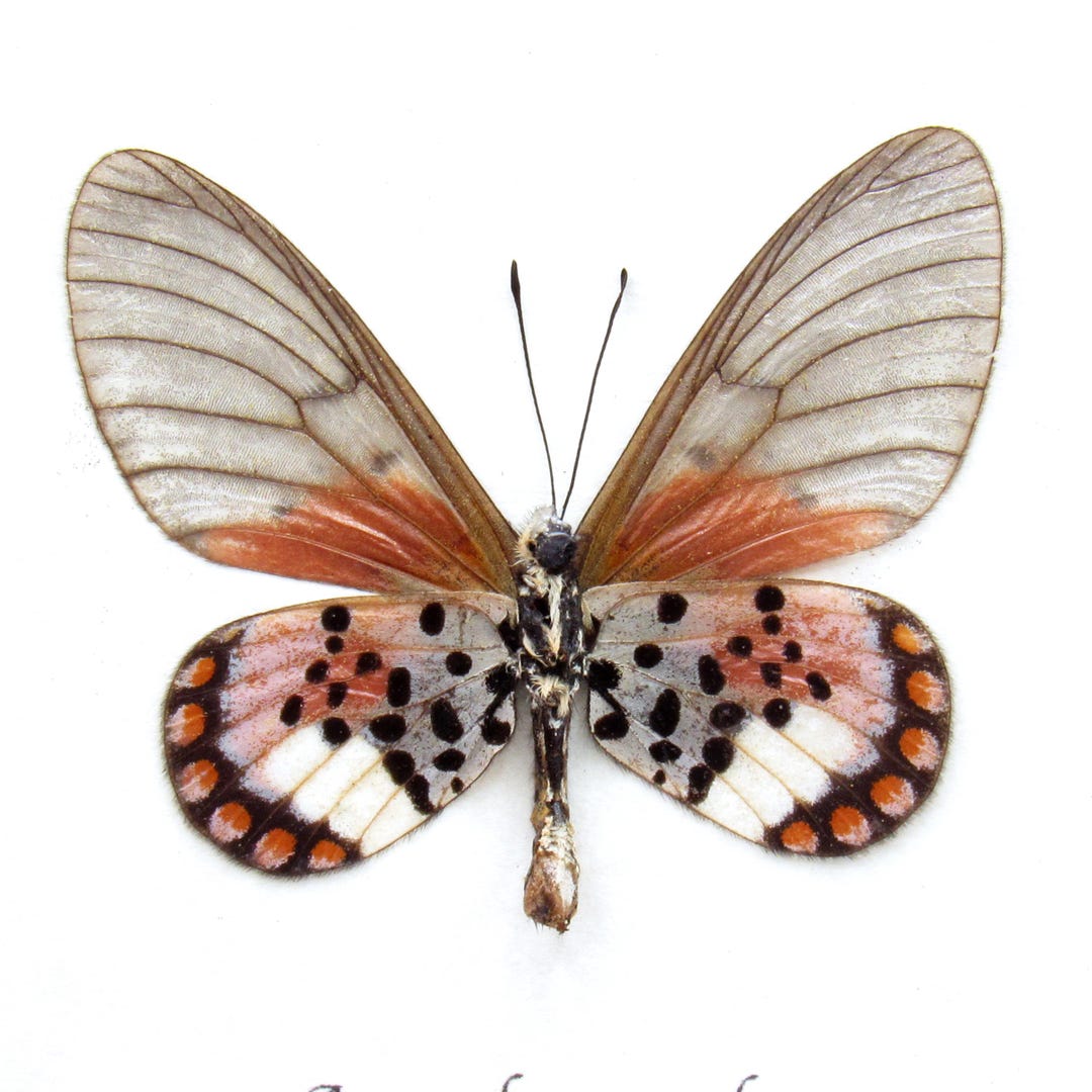 Real Pink African Glasswing Butterfly Framed Specimen - Acraea ...