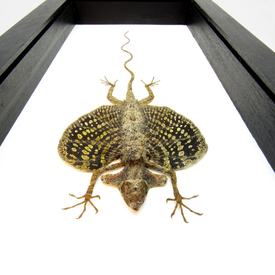 Real Flying Dragon Lizard Framed Taxidermy Draco Volans - Etsy