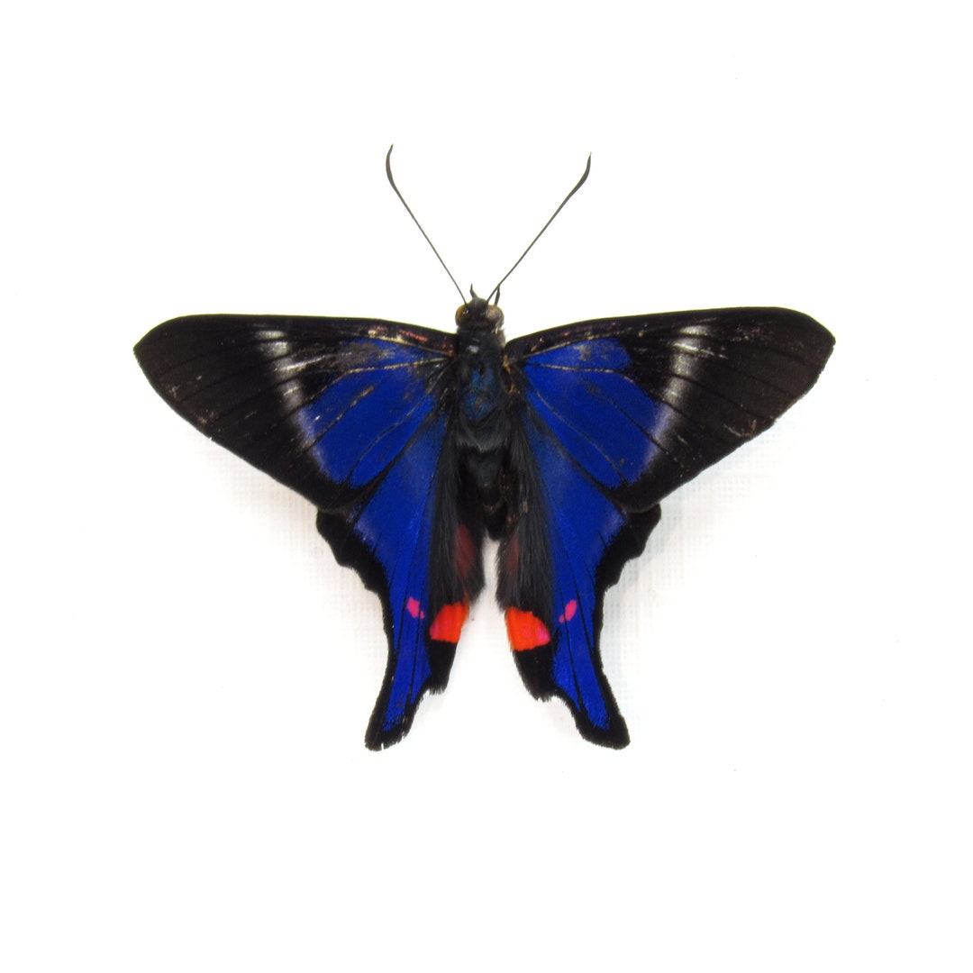 Real Metalmark Butterfly Framed Taxidermy - Rhetus Periander ...