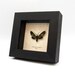 Rare Metallic Green Princely Tiger Moth Framed Taxidermy Chrysocale ...