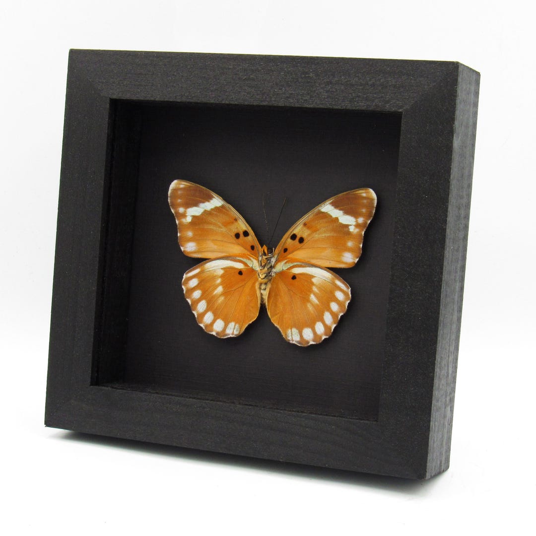 Rare Iridescent Bronze Forester Butterfly Framed Specimen - Euphaedra ...
