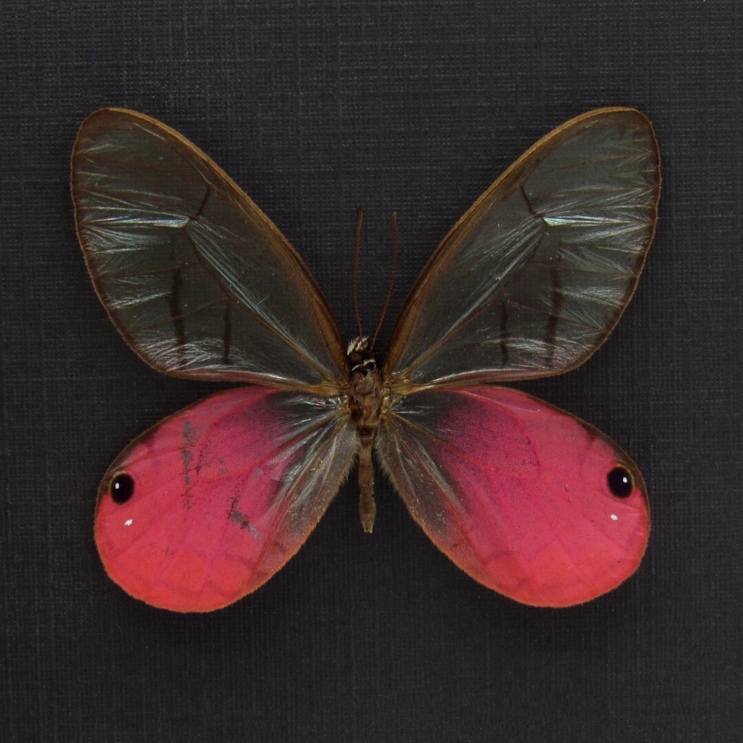 Real Pink Blushing Phantom Butterfly Framed Taxidermy - Cithaerias ...