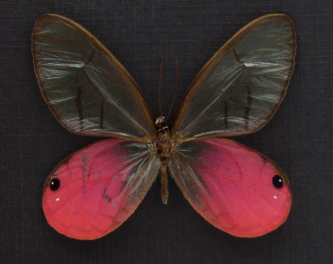 Real Pink Blushing Phantom Butterfly Framed Taxidermy - Cithaerias ...