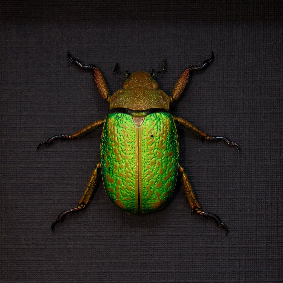 Large Jewel Scarab Beetle Framed Taxidermy - Chrysina Victorina - Etsy