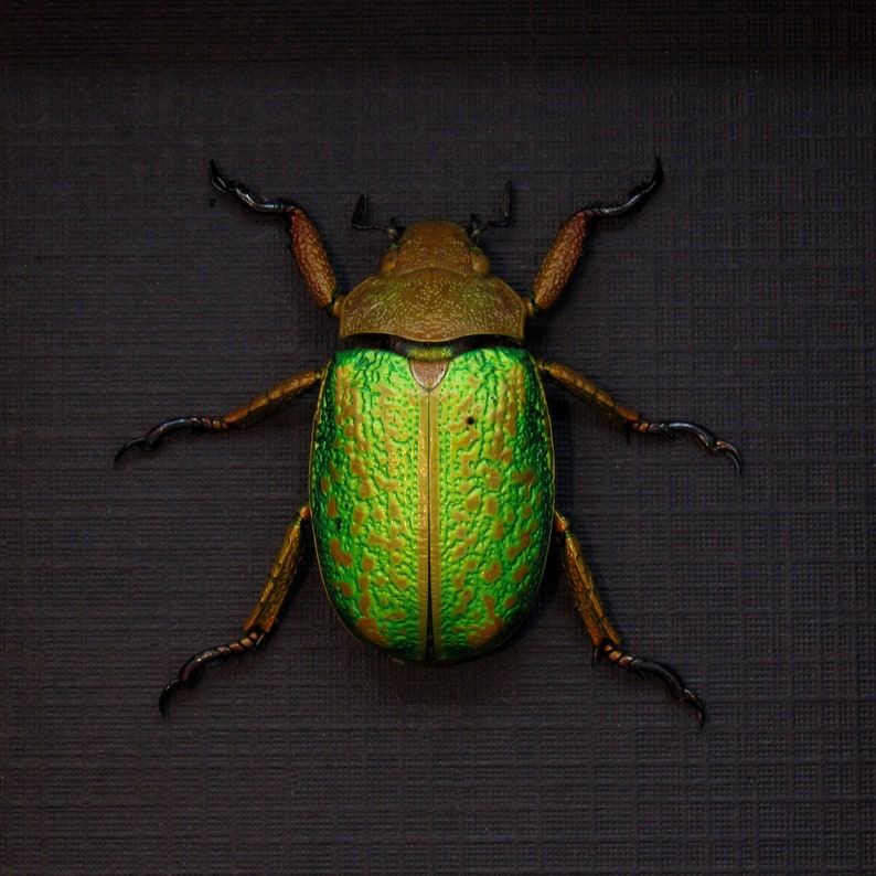 Large Jewel Scarab Beetle Framed Taxidermy - Chrysina Victorina - Etsy