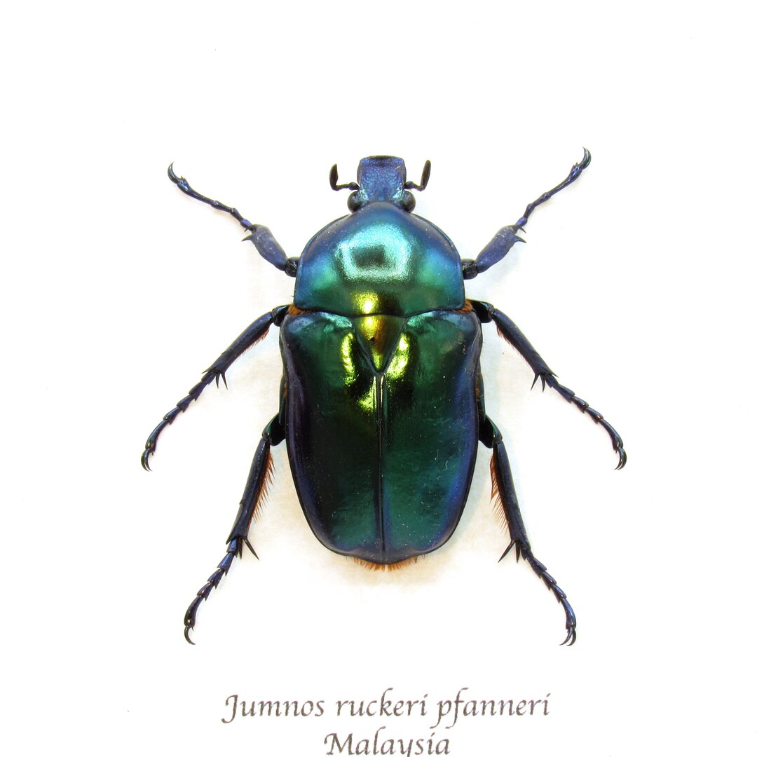 Rare Metallic Green Flower Beetle Framed Taxidermy - Jumnos Ruckeri ...