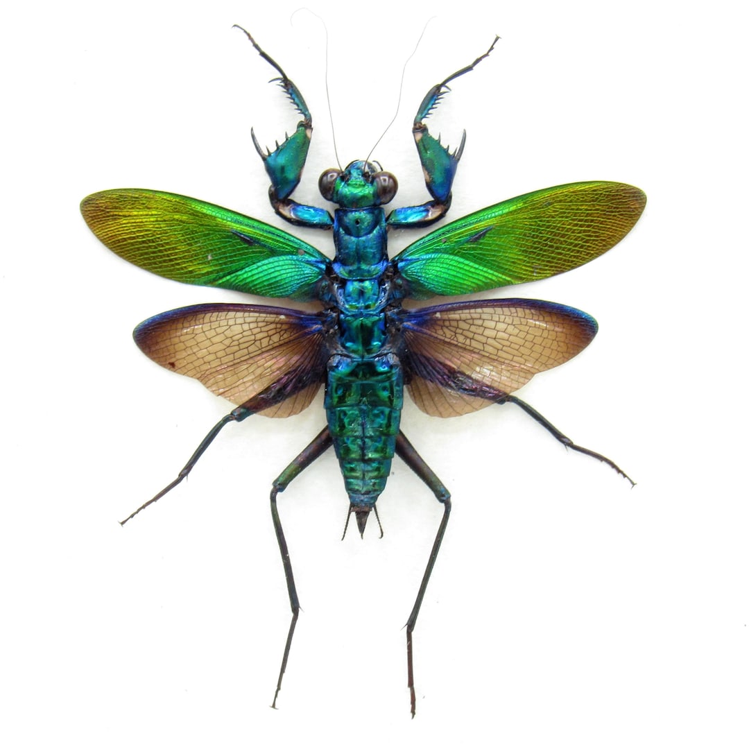 Real Metallic Mantis Framed Taxidermy - Metallyticus Splendidus - Etsy