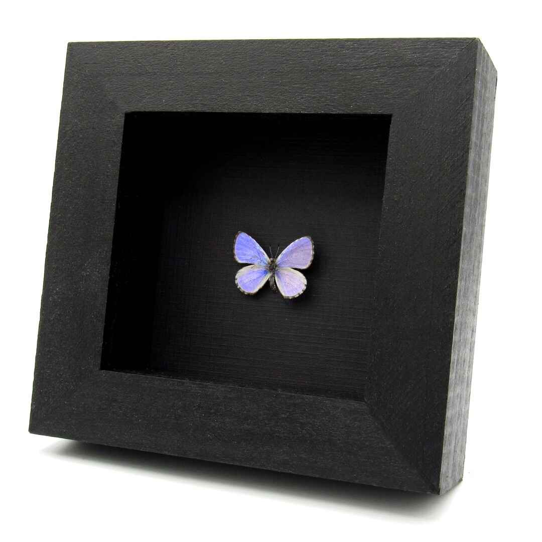 Real Tiny Northern Azure Butterfly Framed Taxidermy - Celastrina Lucia ...