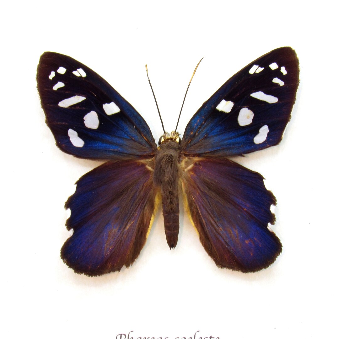 Rare Giant Skipper Butterfly Framed Taxidermy Phareas - Etsy