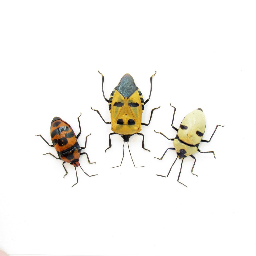 Real Bugs With Human Faces Dancing :) - Etsy
