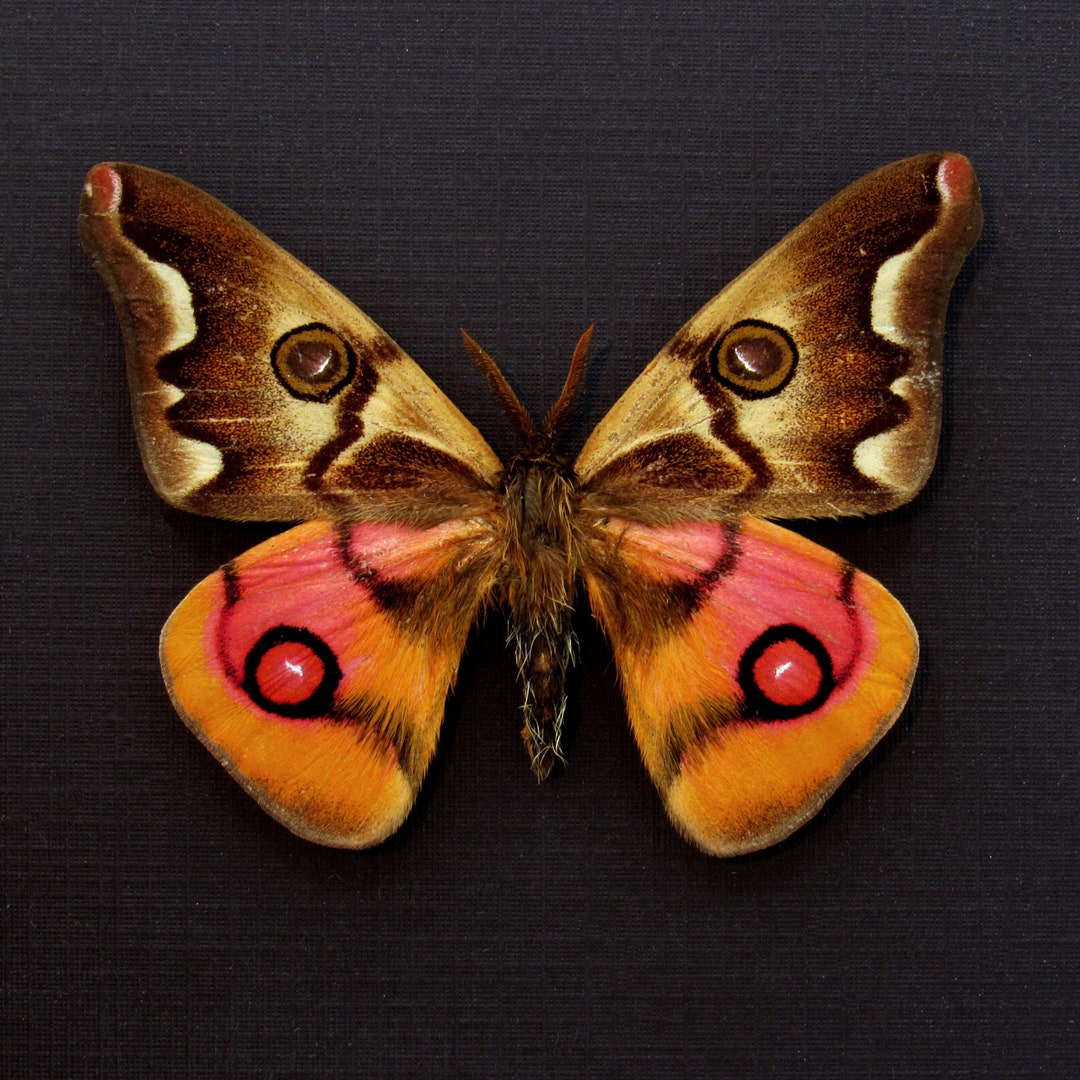 Very Rare Real Pink Saturn Moth Framed Taxidermy Polythysana - Etsy