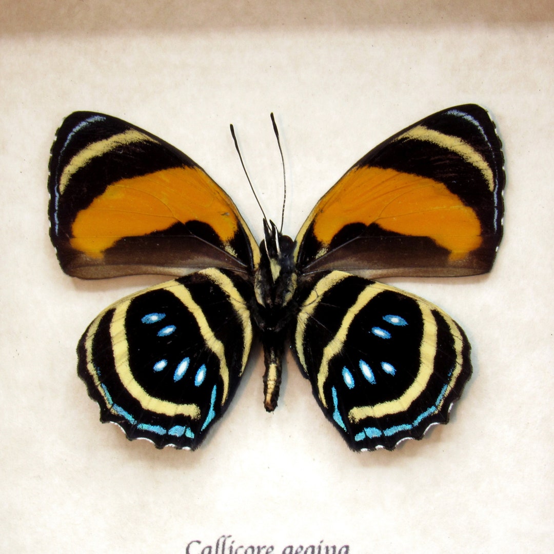 Real Framed Aegina Numberwing Taxidermy Butterfly - Callicore Aegina - Etsy