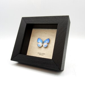 Real Tiny Blue Butterfly Framed Taxidermy - Jamides Euchylas - Etsy