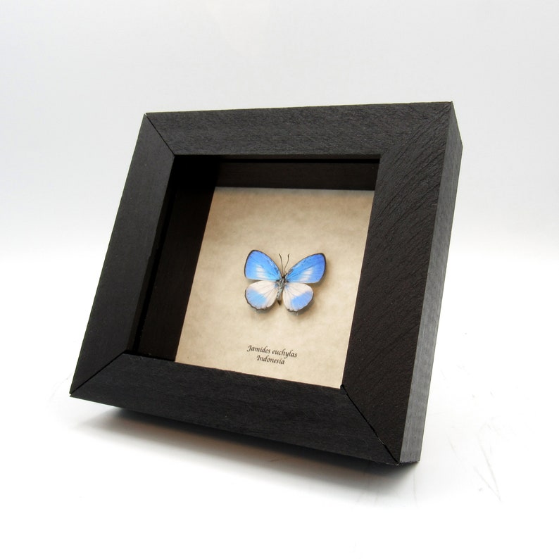 Real Tiny Blue Butterfly Framed Taxidermy Jamides Euchylas - Etsy