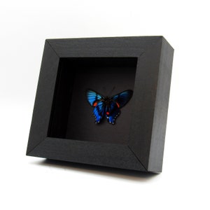 Rare Metalmark Butterfly Framed Taxidermy - Ancyluris Inca - Victorian ...