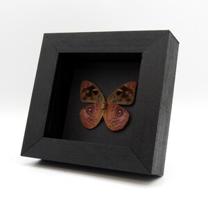 Real Lavender Butterfly Framed Taxidermy Eunica Orphise Female - Etsy