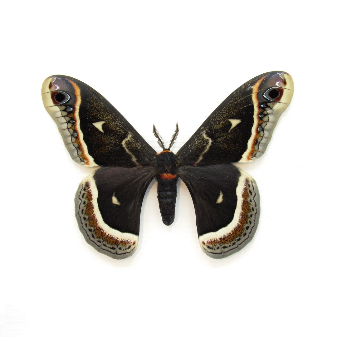 Rare Calleta Silkmoth Framed Taxidermy - Eupackardia Calleta - Etsy