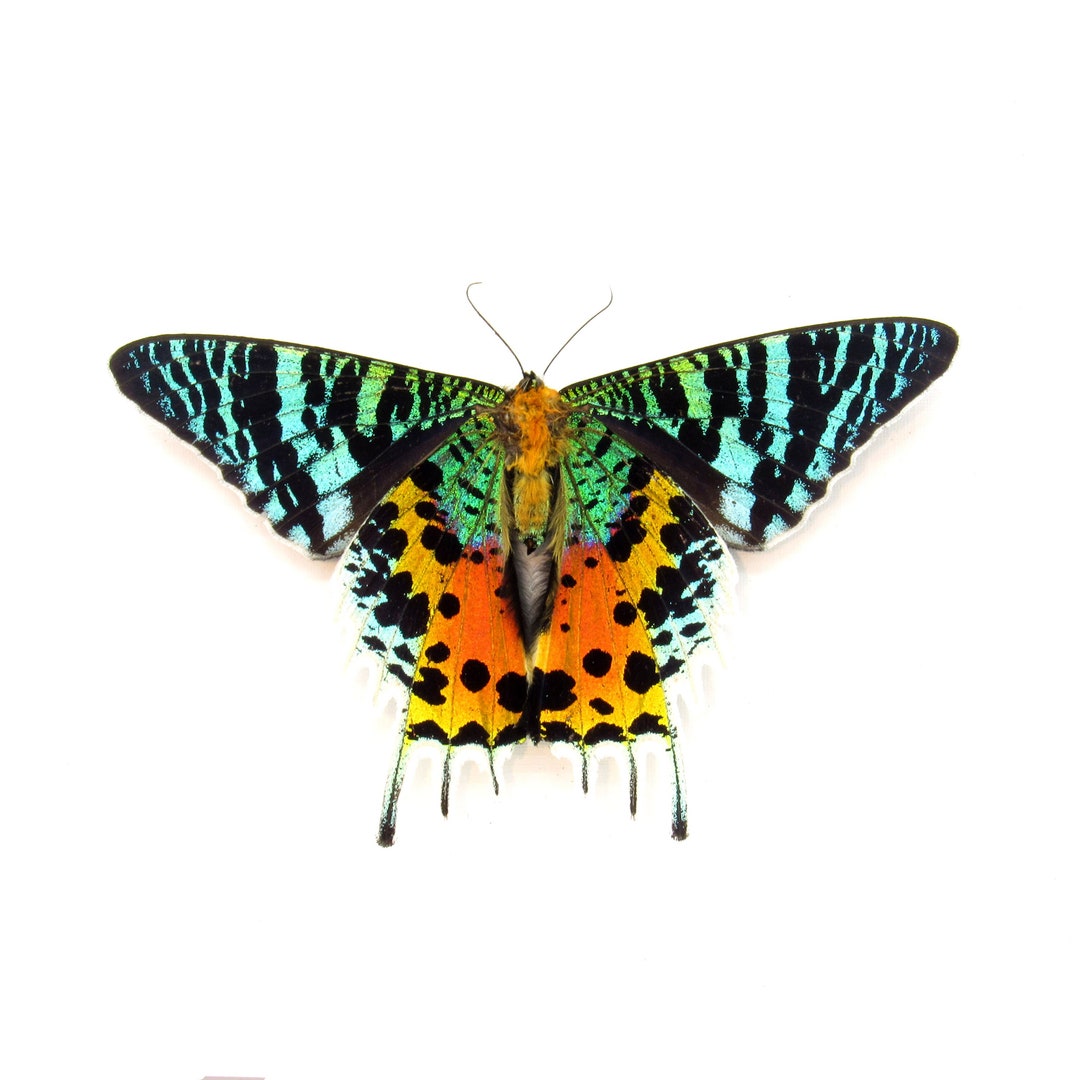 Real Rainbow Sunset Moth Framed Taxidermy - Urania Ripheus - Victorian ...