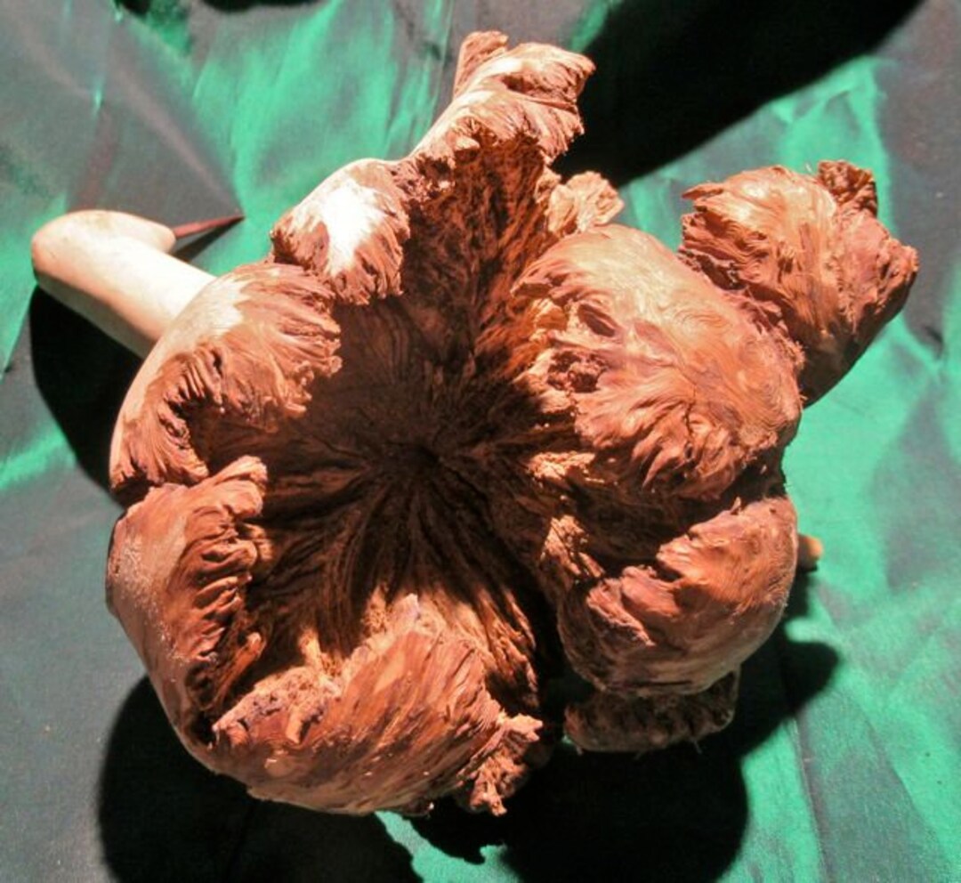 Carved Tree Root Bird - Etsy