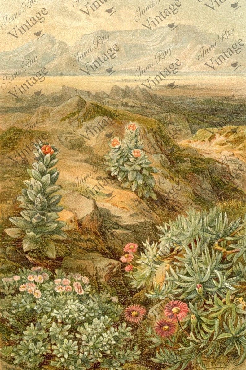 Desert Succulent | JRV Large Paper - Etsy