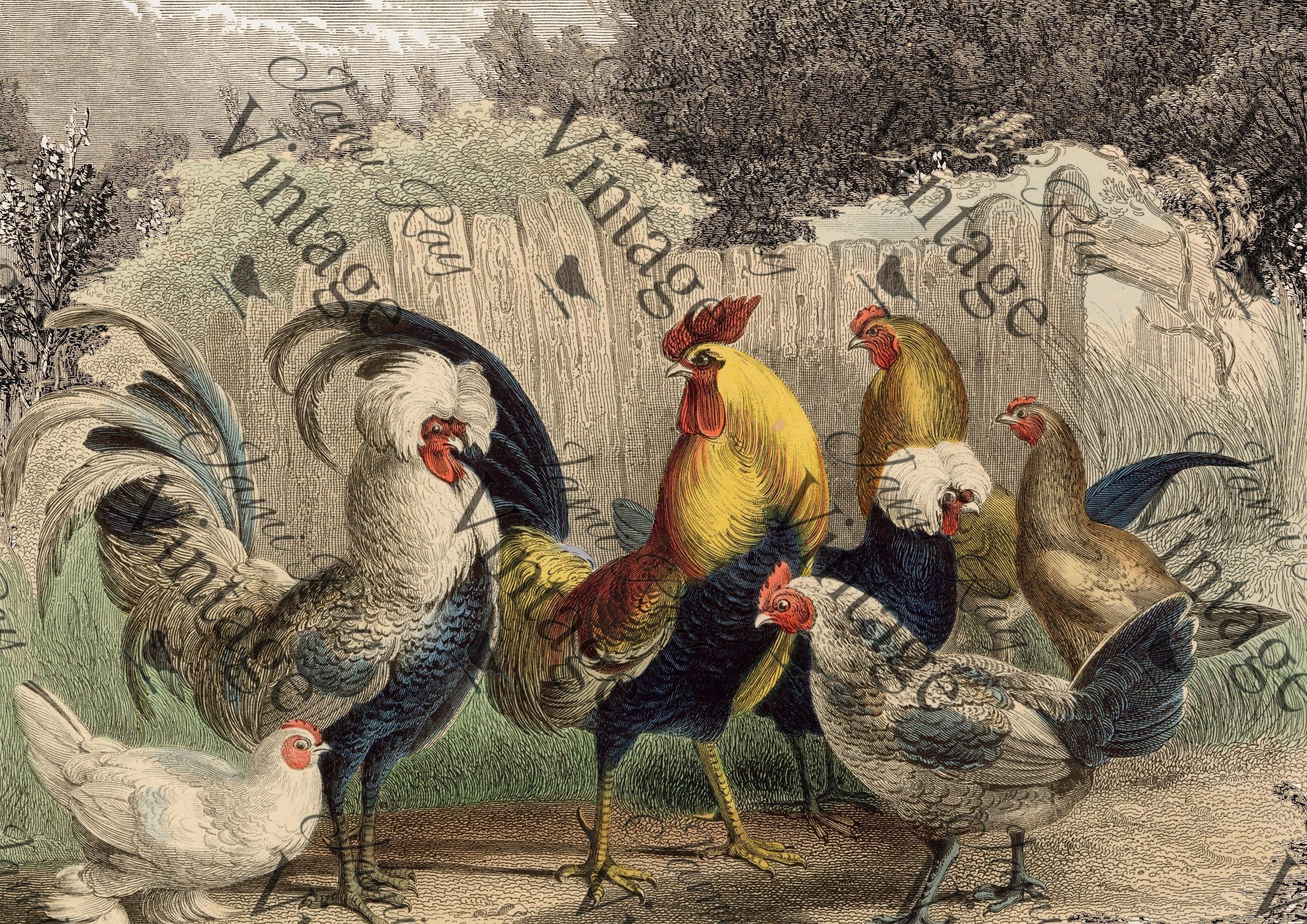 Poulette, Poulet? | JRV Rice Paper | A4 - Etsy