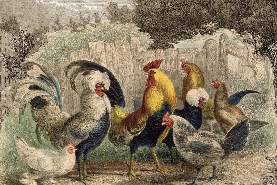 Poulette, Poulet? | JRV Large Paper - Etsy