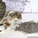 Grit Aging Dust | Sweet Pickins - Etsy