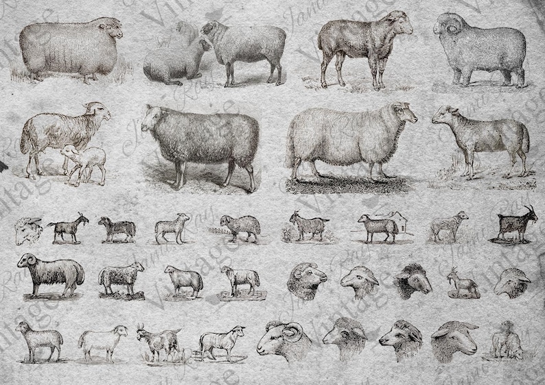 Sheep | JRV Rice Paper | A4 - Etsy