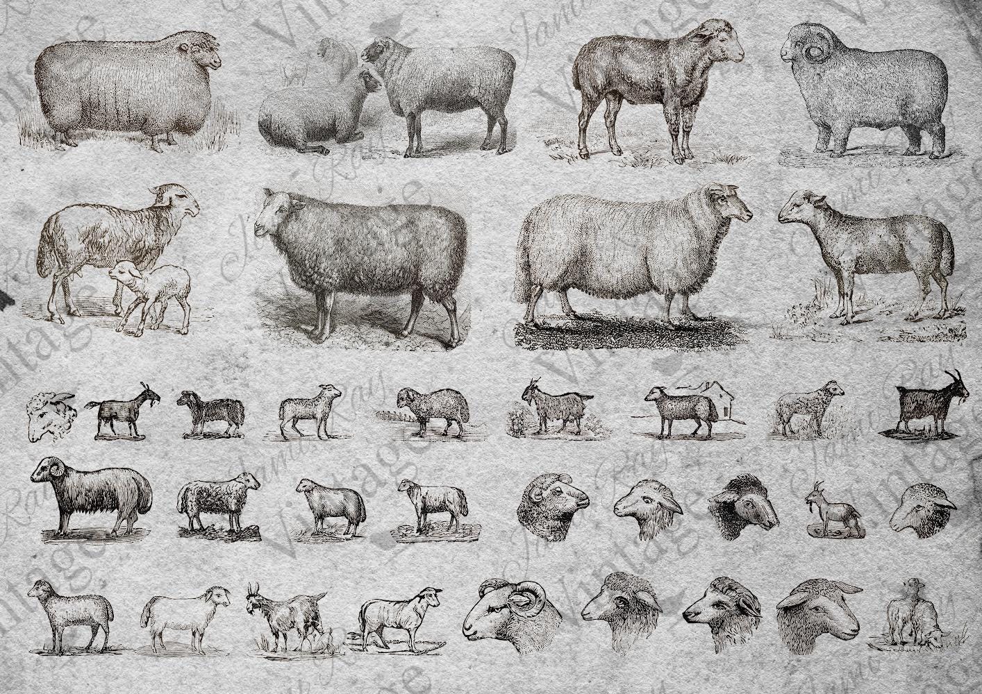 Sheep | JRV Rice Paper | A4 - Etsy