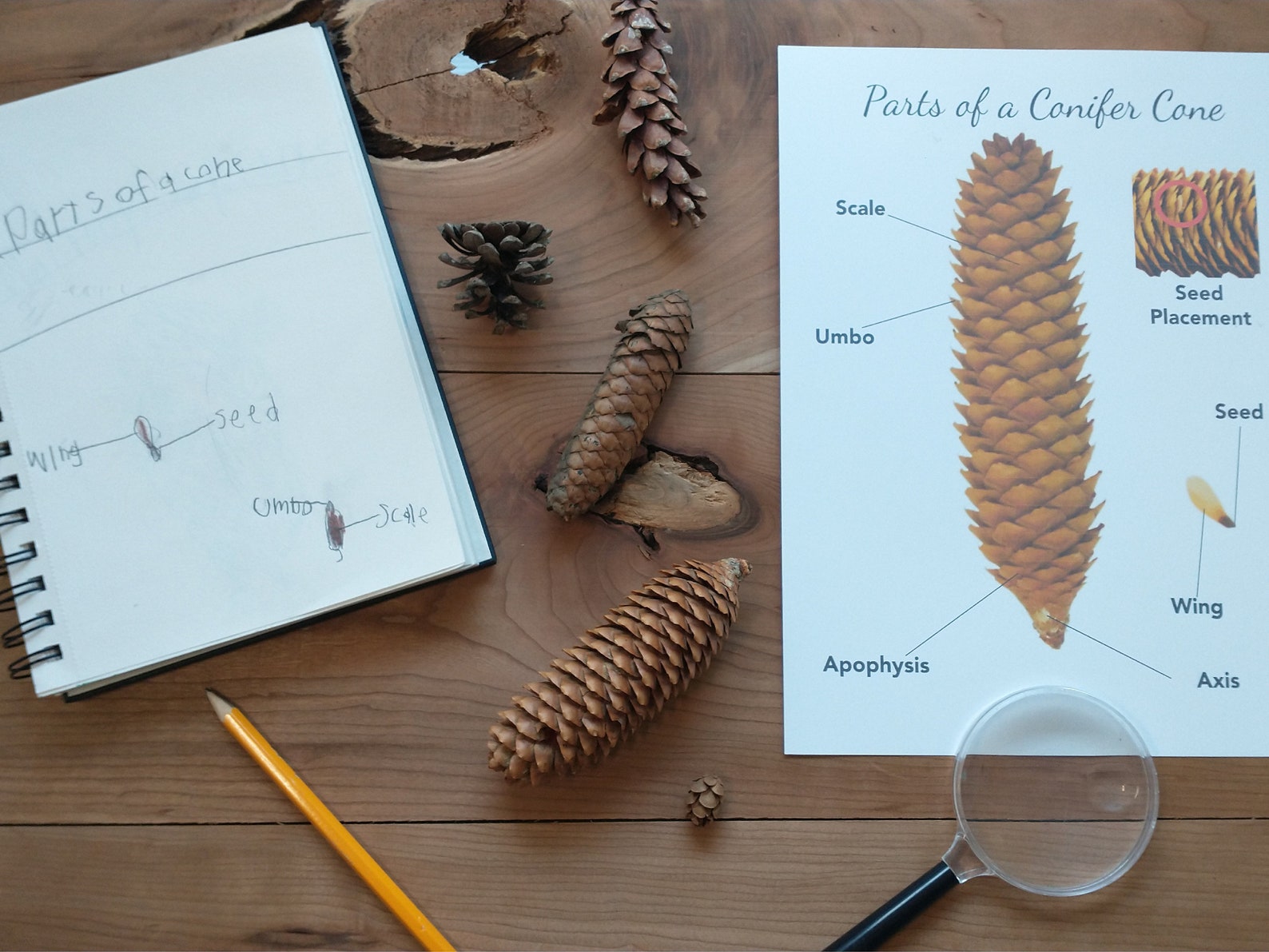 Conifers Unit - Elementary Science - Exploring the Amazing Features of ...