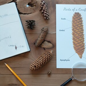 Conifers Unit - Elementary Science - Exploring the Amazing Features of ...