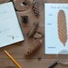 Conifers Unit - Elementary Science - Exploring the Amazing Features of ...