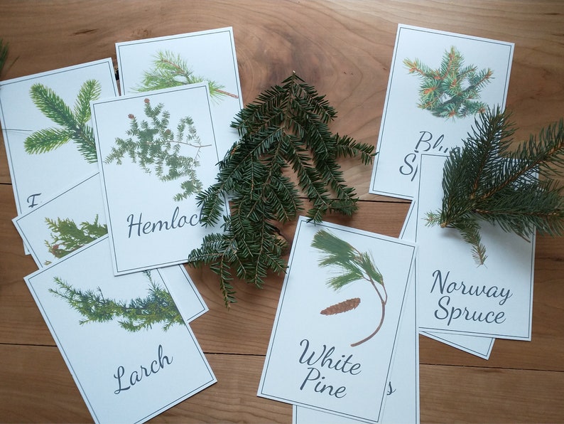 Conifers Unit - Elementary Science - Exploring the Amazing Features of ...