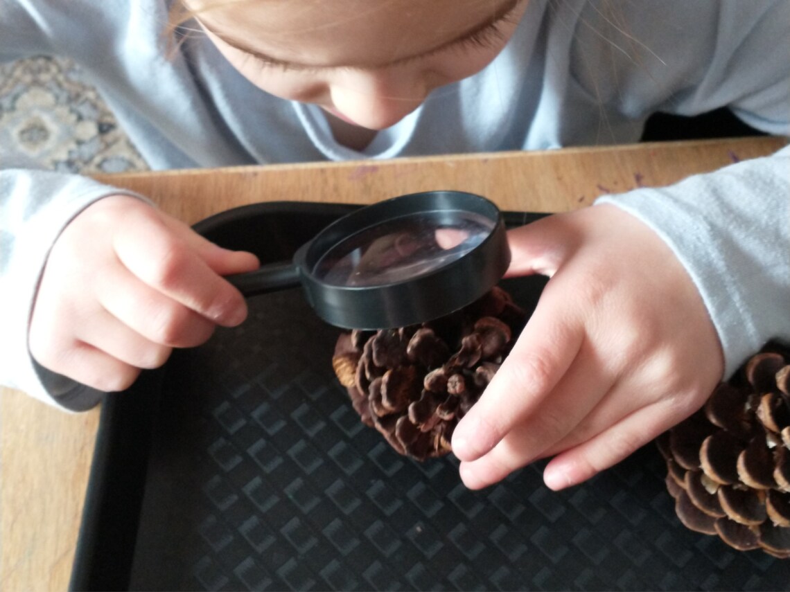 Conifers Unit - Elementary Science - Exploring the Amazing Features of ...