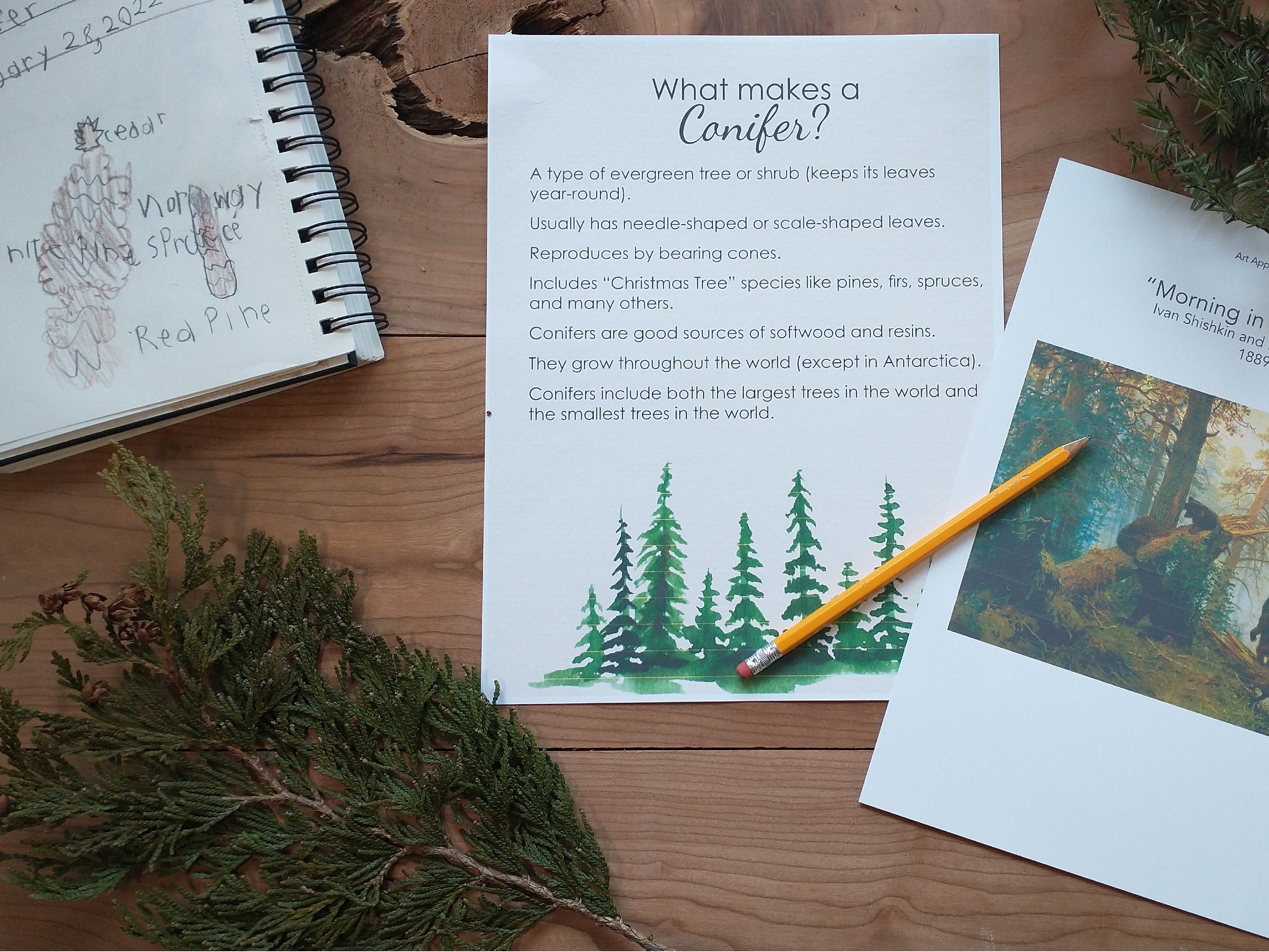 Conifers Unit - Elementary Science - Exploring the Amazing Features of ...