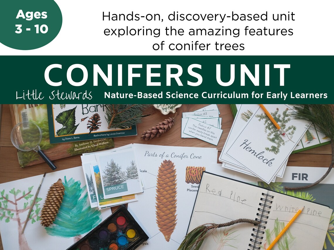 Conifers Unit - Elementary Science - Exploring the Amazing Features of ...