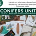 Conifers Unit - Elementary Science - Exploring the Amazing Features of ...