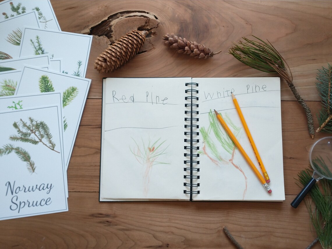 Conifers Unit - Elementary Science - Exploring the Amazing Features of ...