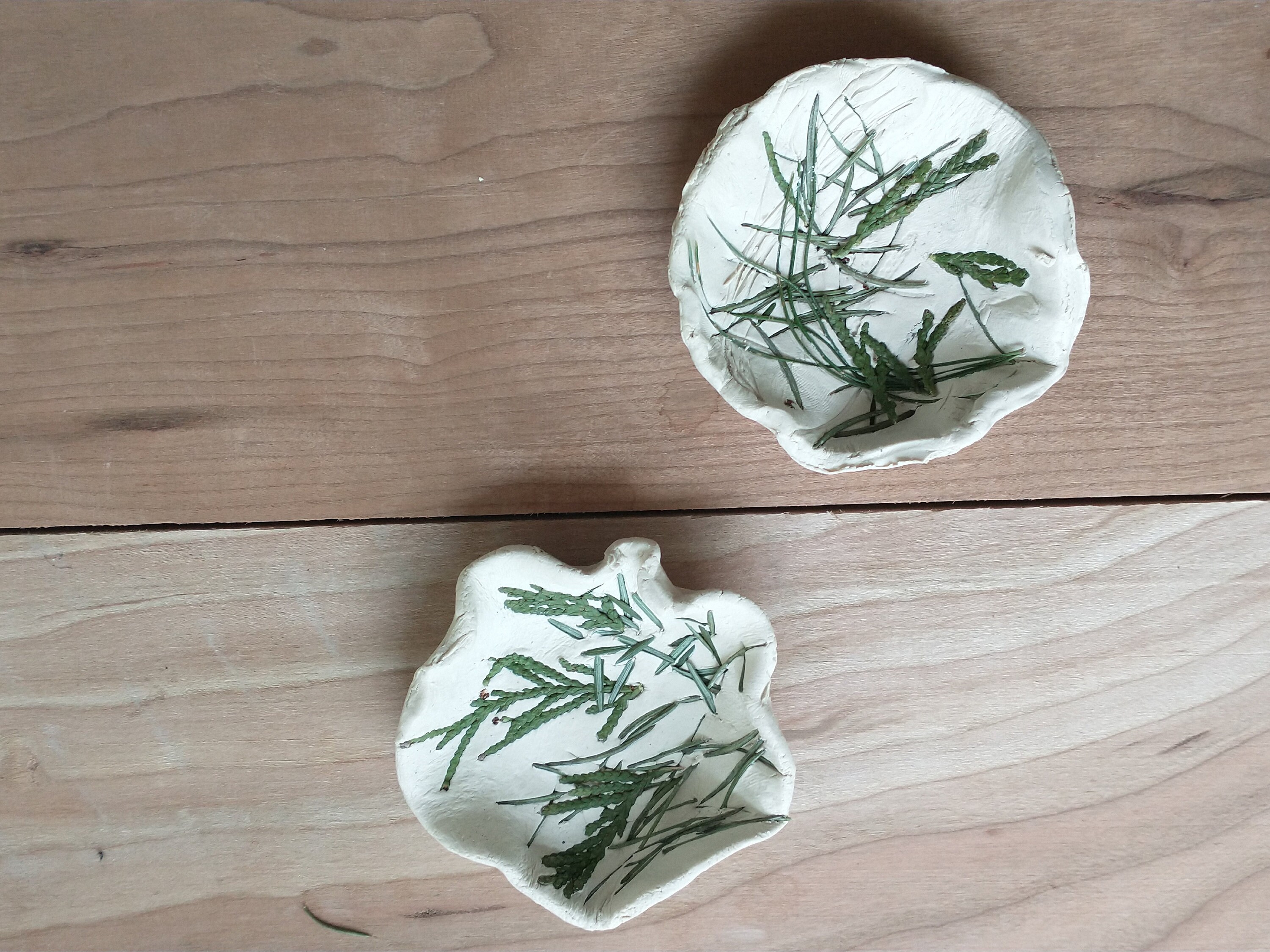 Conifers Unit - Elementary Science - Exploring the Amazing Features of ...