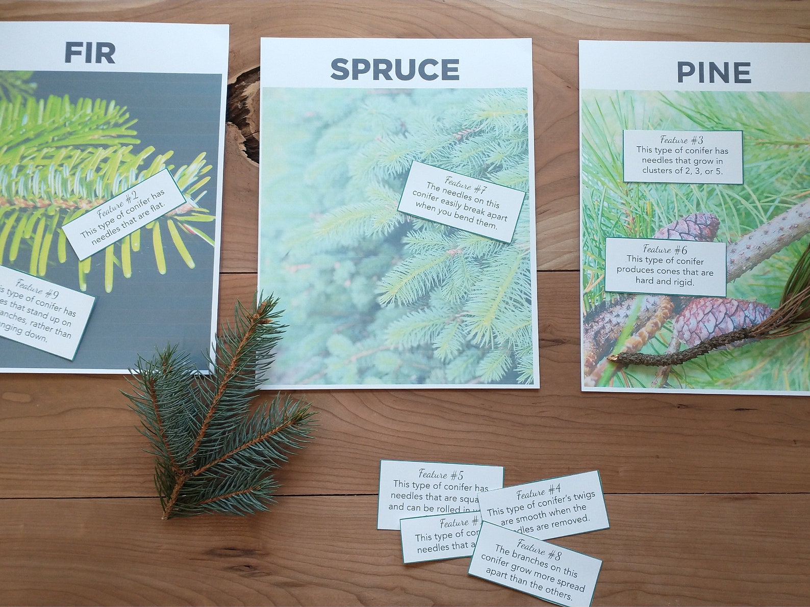 Conifers Unit - Elementary Science - Exploring the Amazing Features of ...