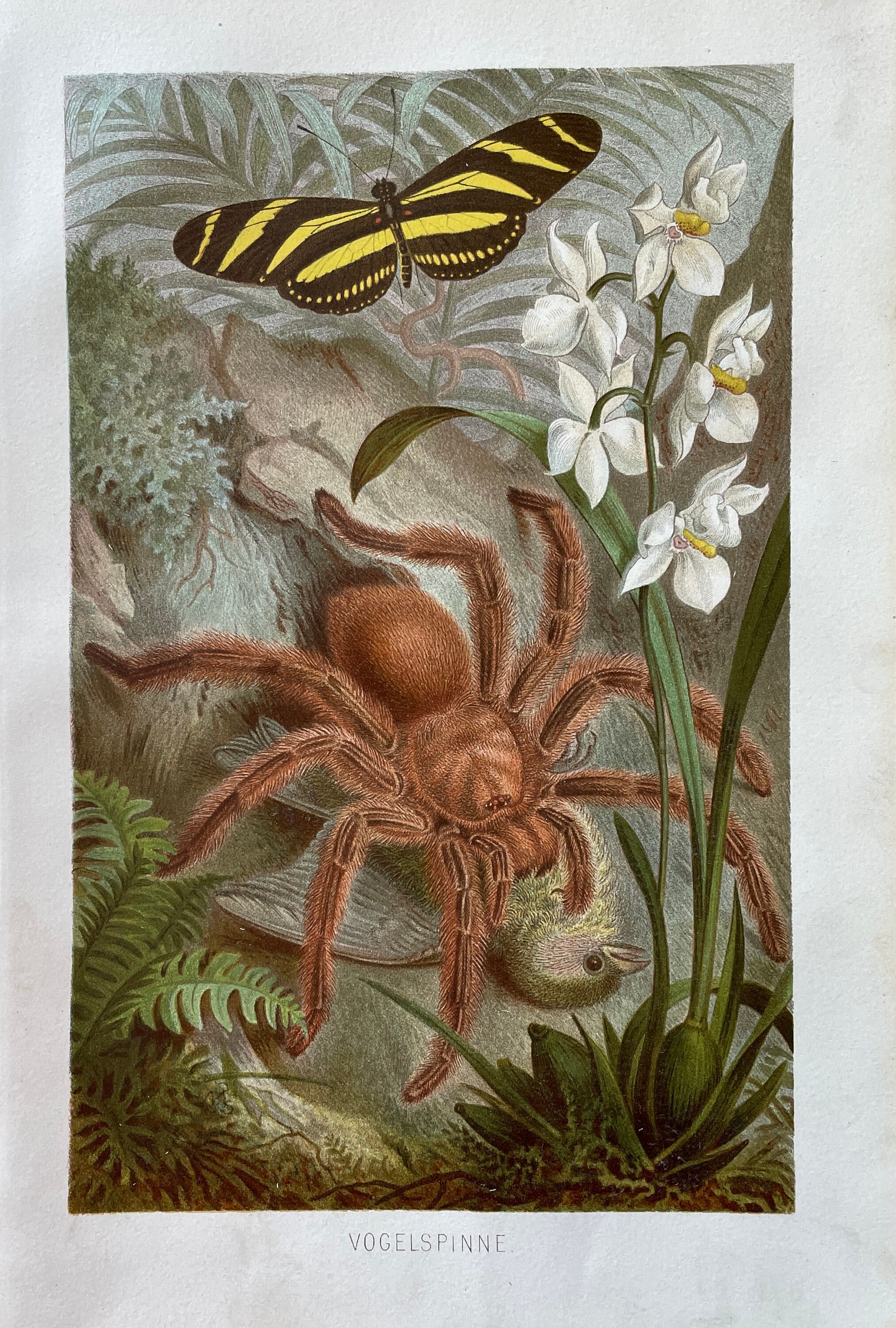 Vintage Insect Print Insect Art Insect Print Color | Etsy