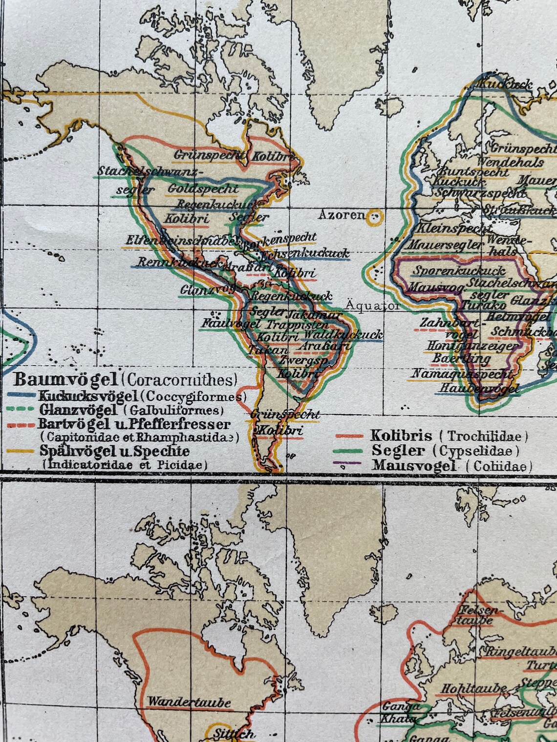 Bird Distribution Map 1892 Distribution of Bird Original | Etsy