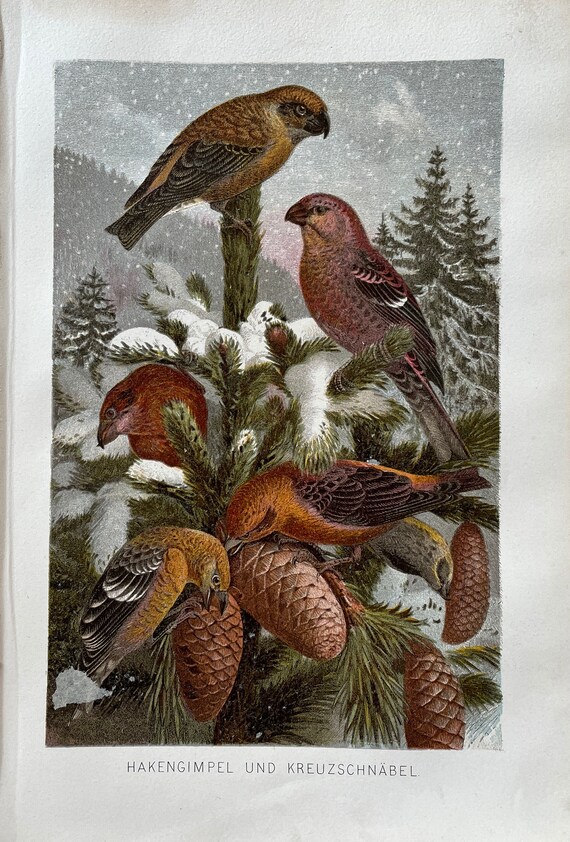 Vintage Bird Print Bird Art Antique Bird Print Color | Etsy