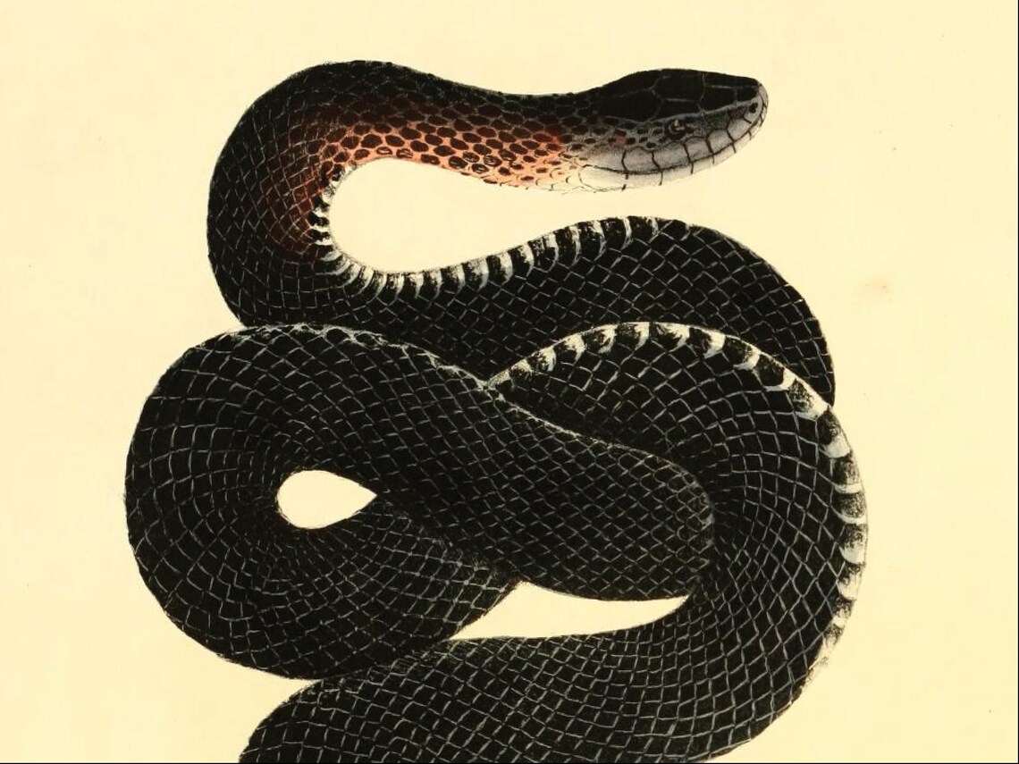 Vintage Snake Art Print Dark Academia Cottage Decor Gothic Moody Wall ...